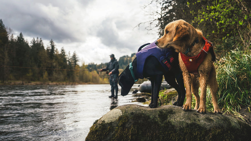 Choosing the Right Dog Life Jacket | Ruffwear UK